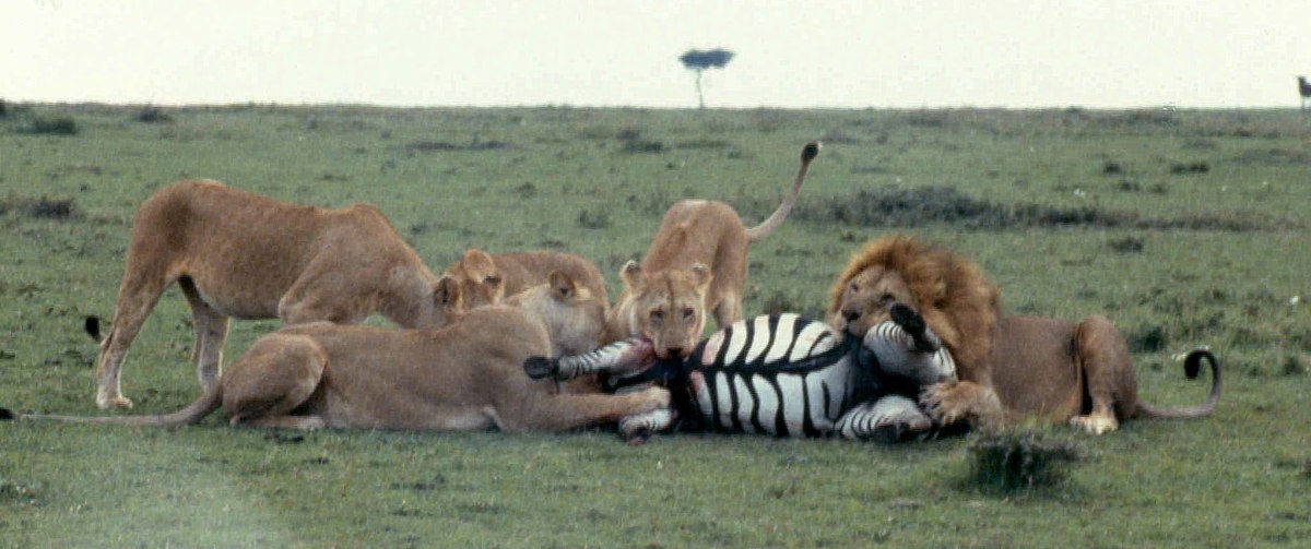 The New Slowest Zebra: The Food Industry – The Risk-Monger